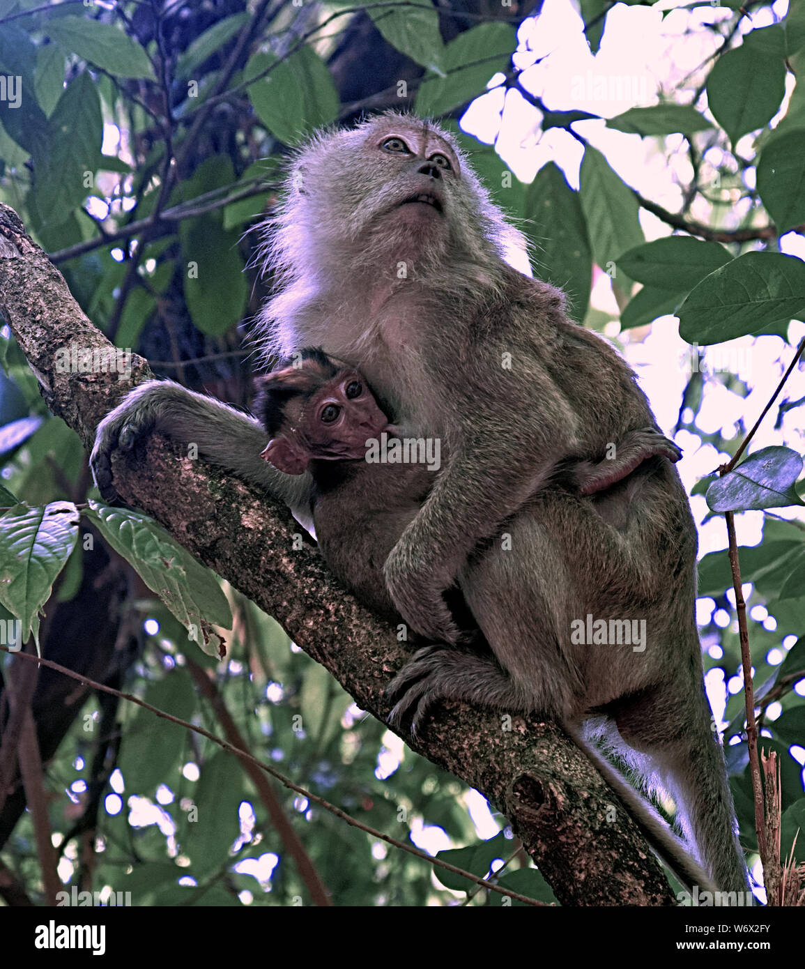 Penang malaysia monkeys hi-res stock photography and images - Alamy