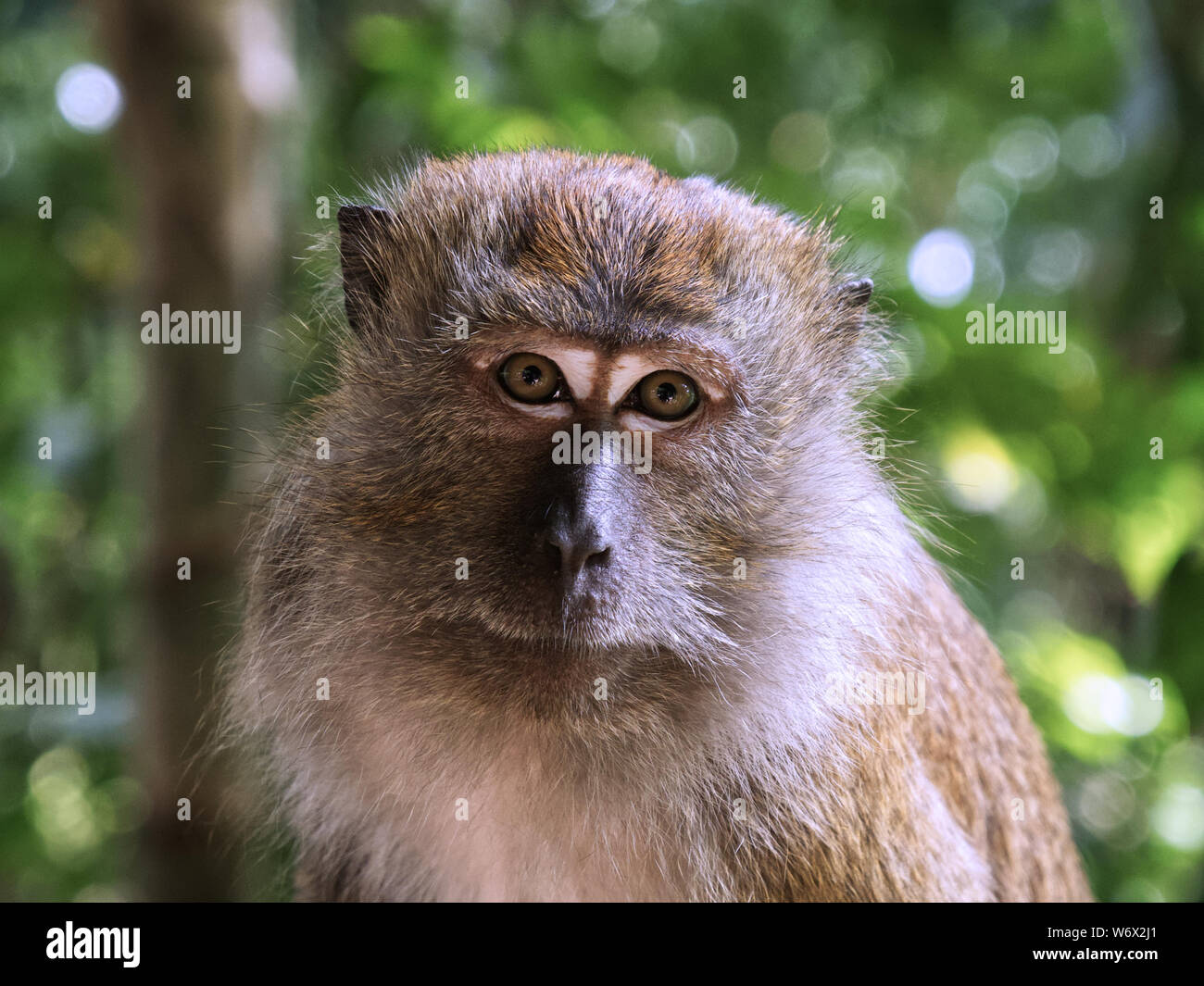 Macaques in the jungle of Penang in Malaysia Stock Photo - Alamy