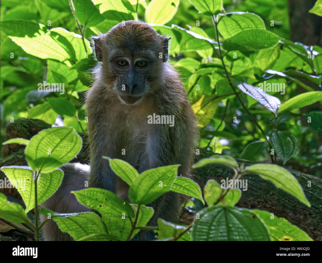 Macaques in the jungle of Penang in Malaysia Stock Photo - Alamy