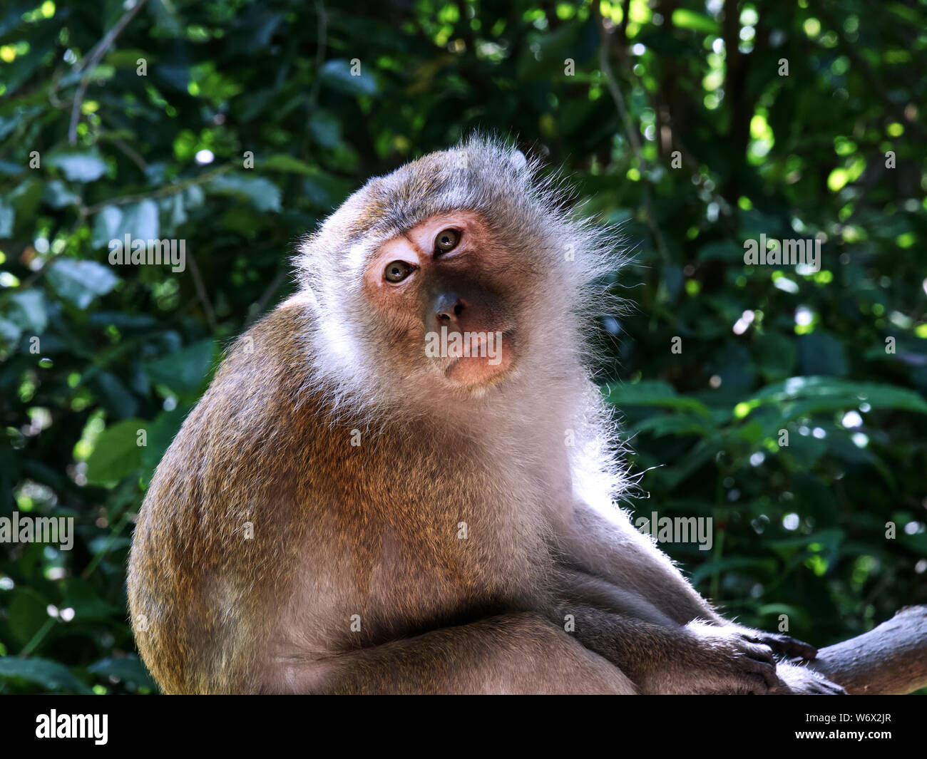 Macaques in the jungle of Penang in Malaysia Stock Photo - Alamy