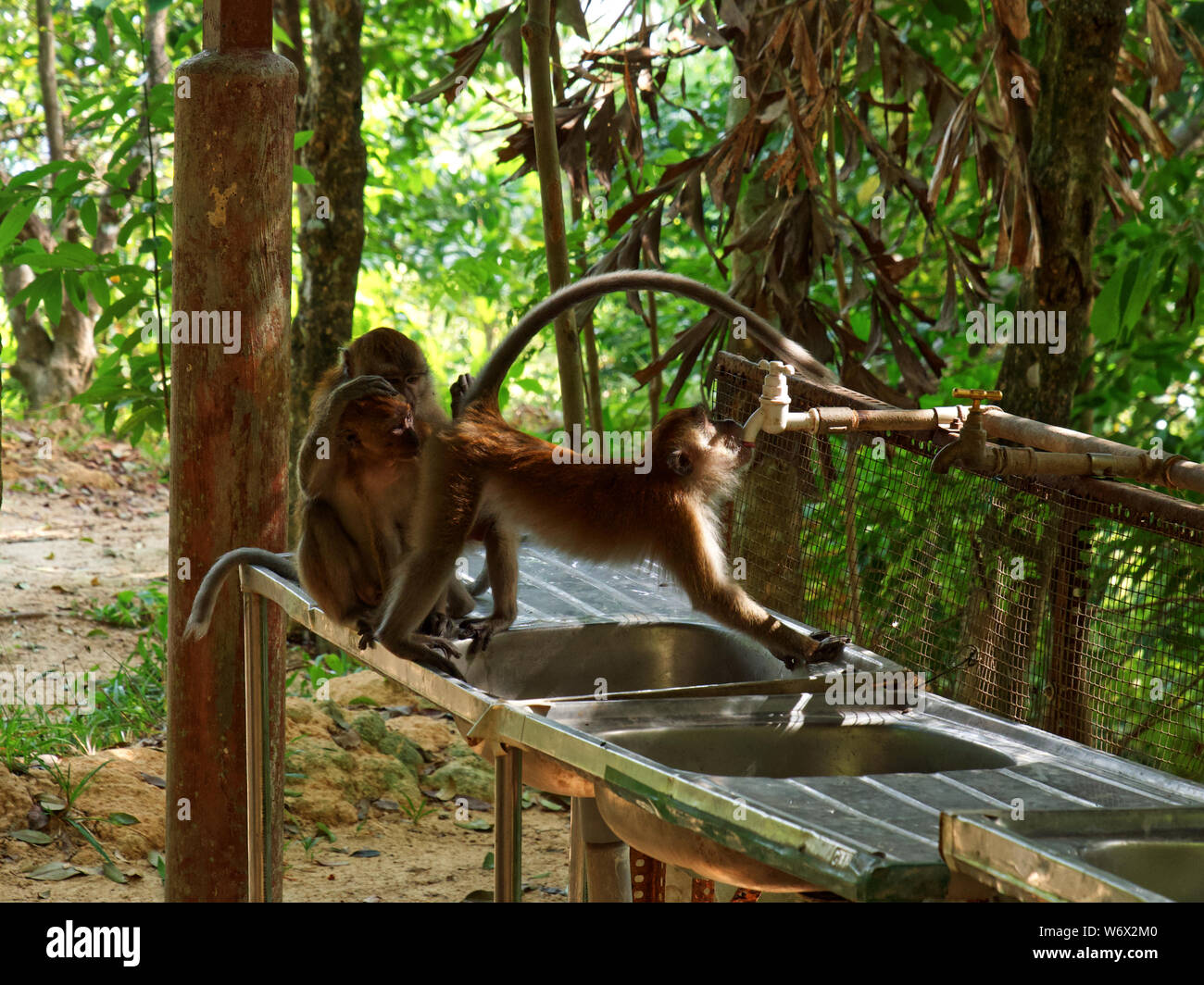 Macaques in the jungle of Penang in Malaysia Stock Photo - Alamy