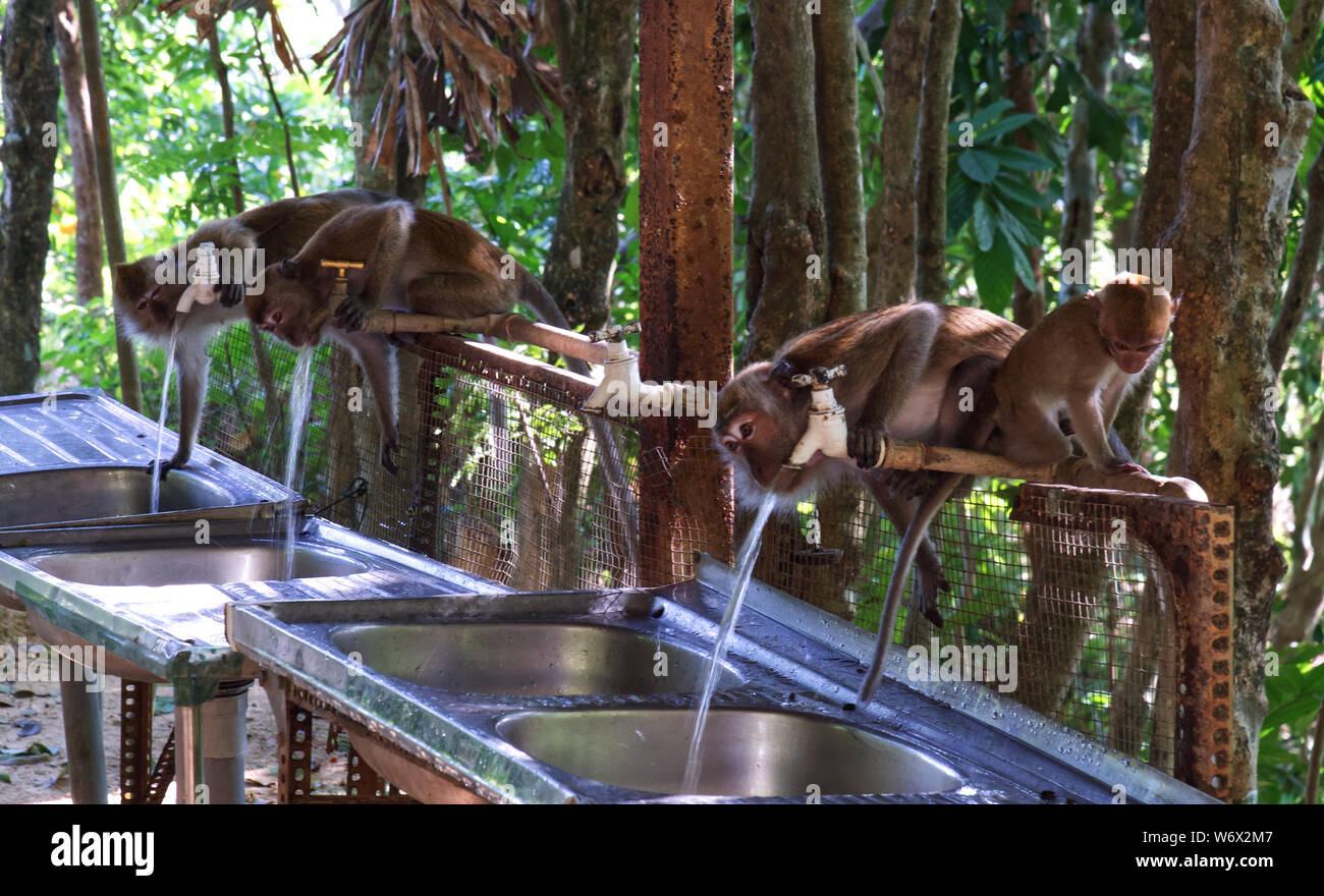 Macaques in the jungle of Penang in Malaysia Stock Photo - Alamy