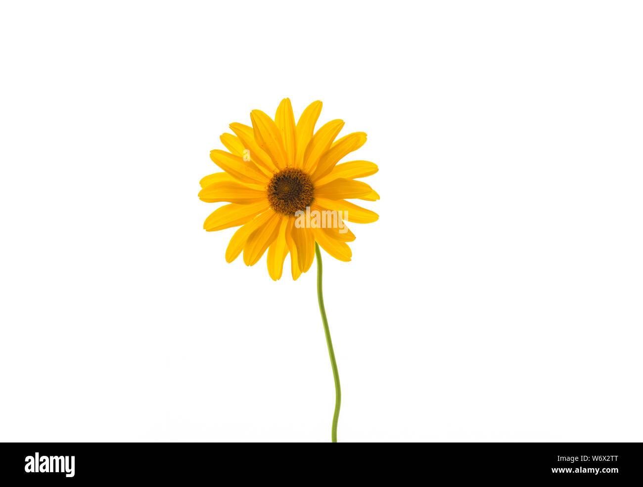 yellow summer blooming daisy flower isolated on white background Stock ...
