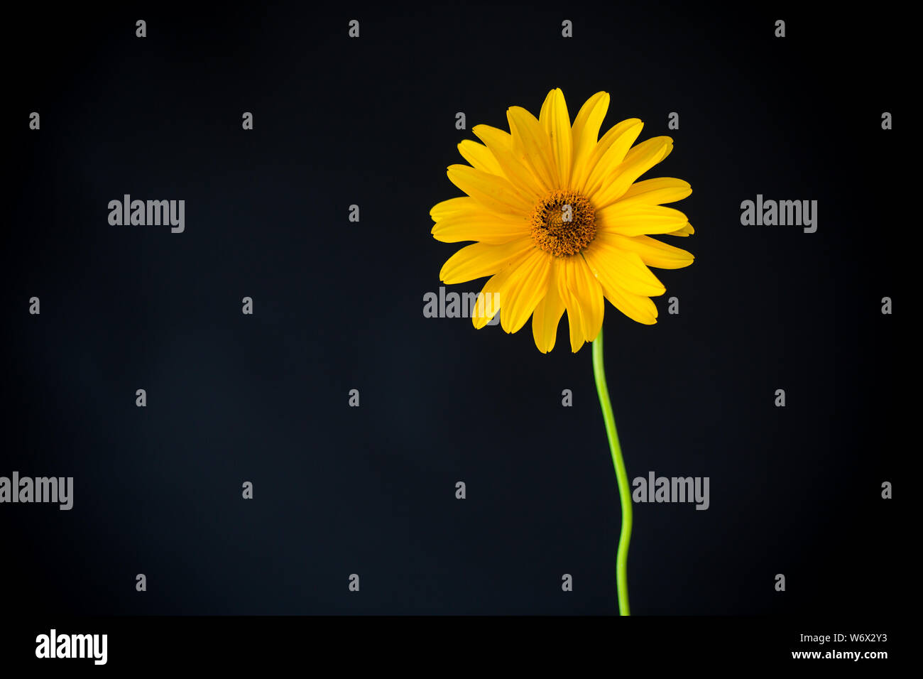 yellow summer blooming daisy flower isolated on black background Stock ...