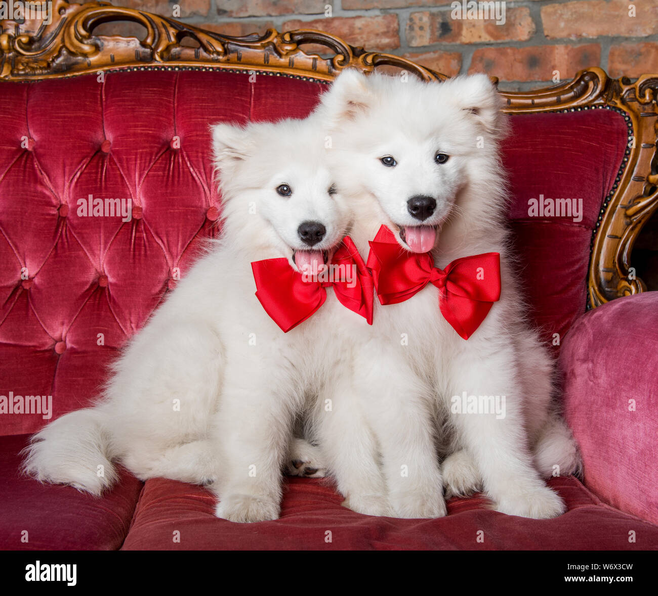Funny white Samoyed dogs on the red luxury couch Stock Photo - Alamy