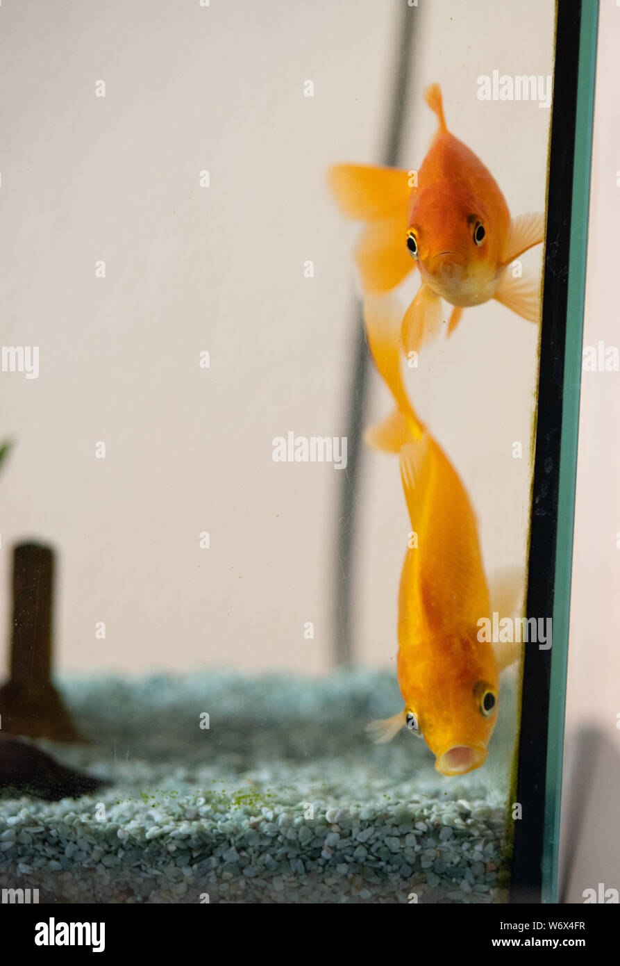 Two Goldfish in aqarium Stock Photo - Alamy