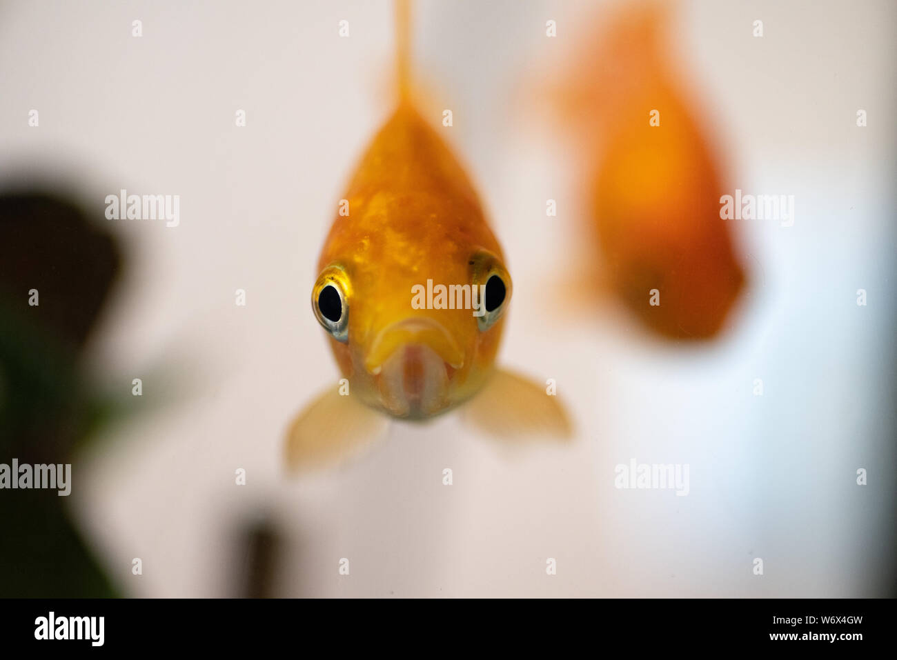 Goldfish closeup hi-res stock photography and images - Alamy