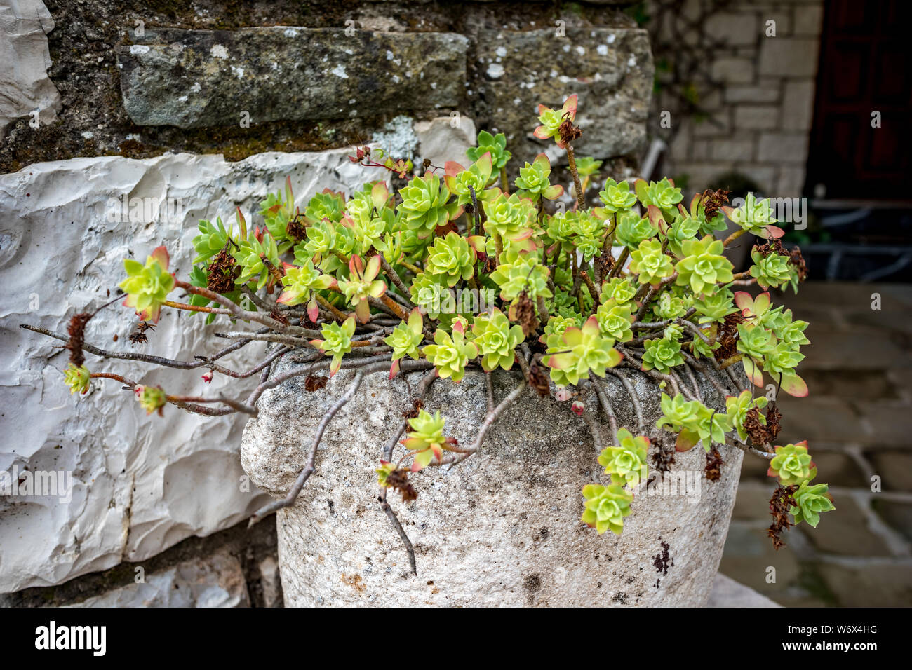Greek pot plant hi-res stock photography and images - Alamy