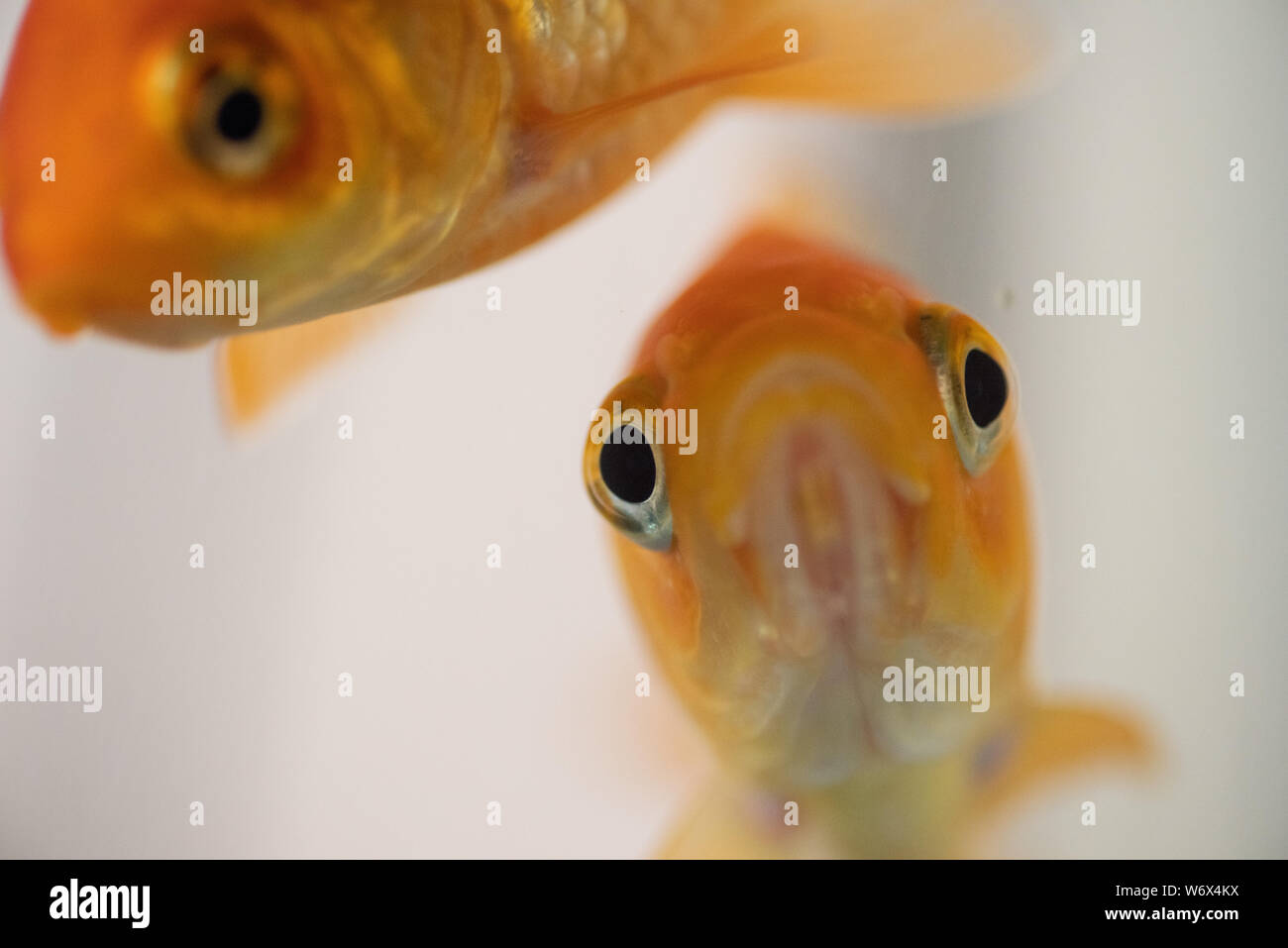 Goldfish closeup hi-res stock photography and images - Alamy
