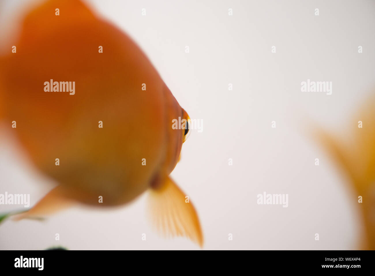 Goldfish closeup in aqarium Stock Photo - Alamy