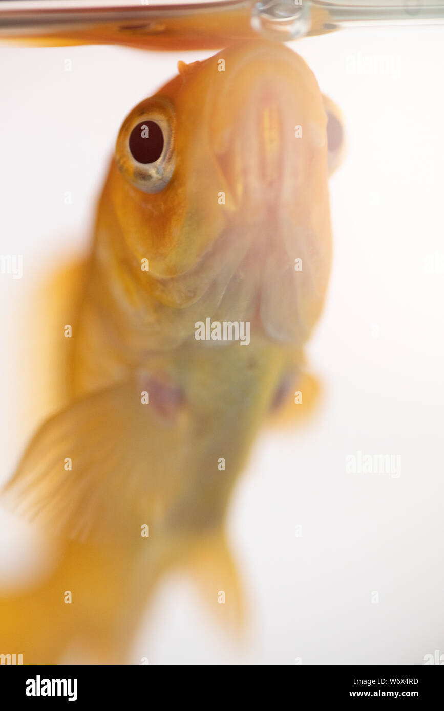 Goldfish closeup in aqarium Stock Photo - Alamy