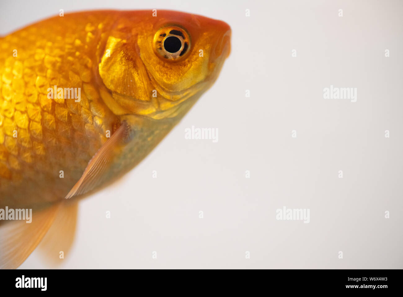 Goldfish closeup in aqarium Stock Photo - Alamy