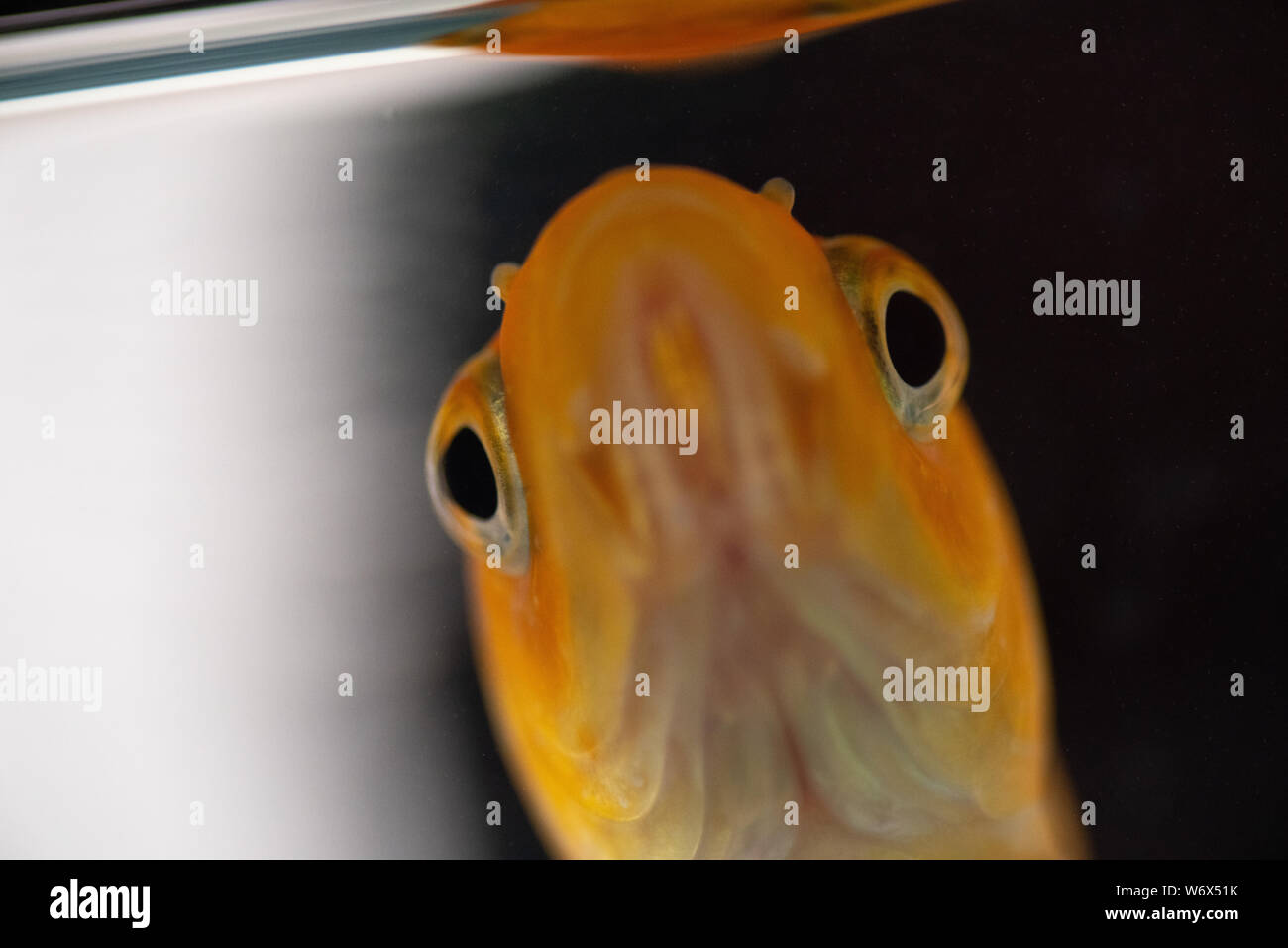Goldfish closeup in aqarium Stock Photo - Alamy