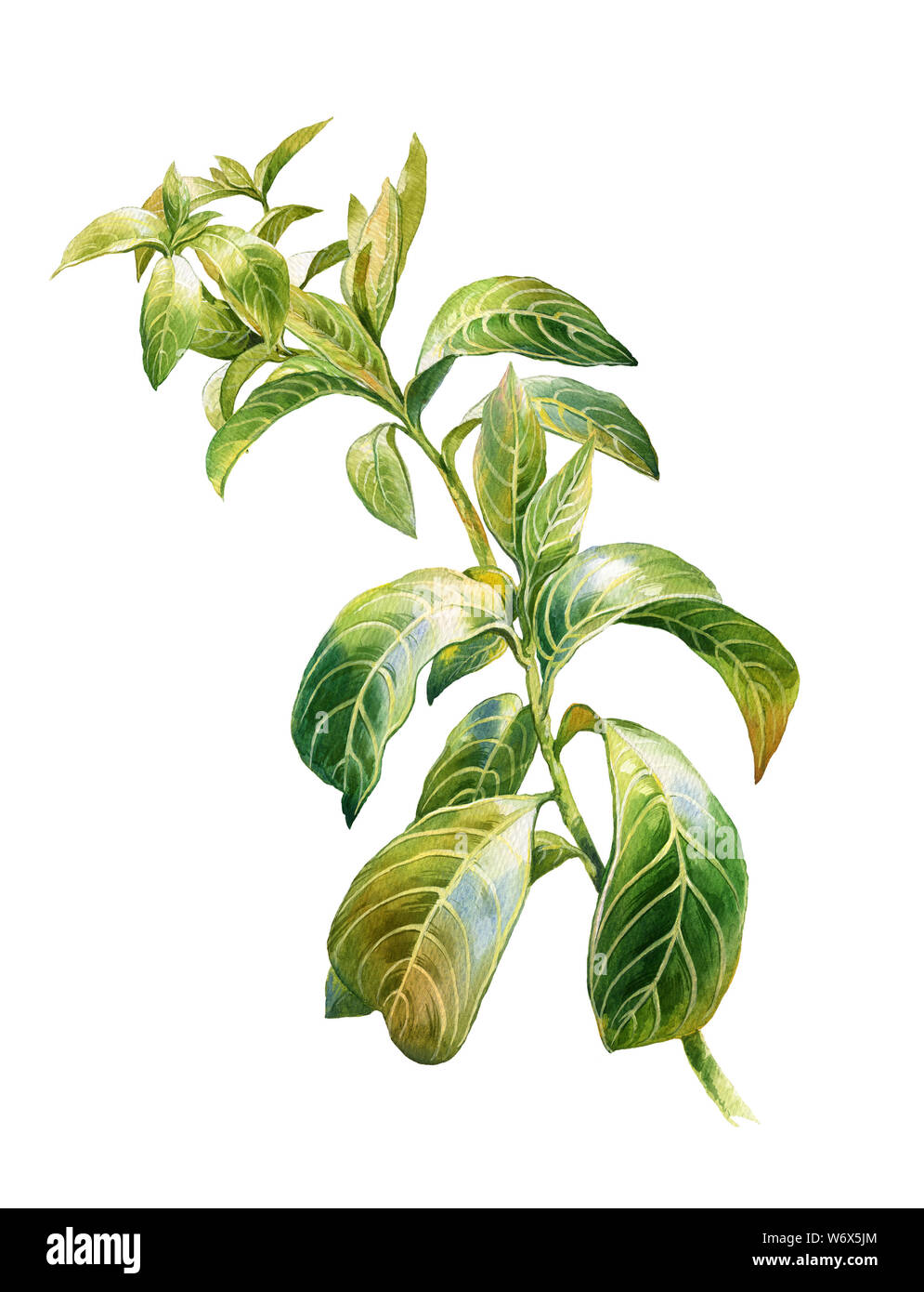 Organic watercolor pattern Cut Out Stock Images & Pictures - Alamy