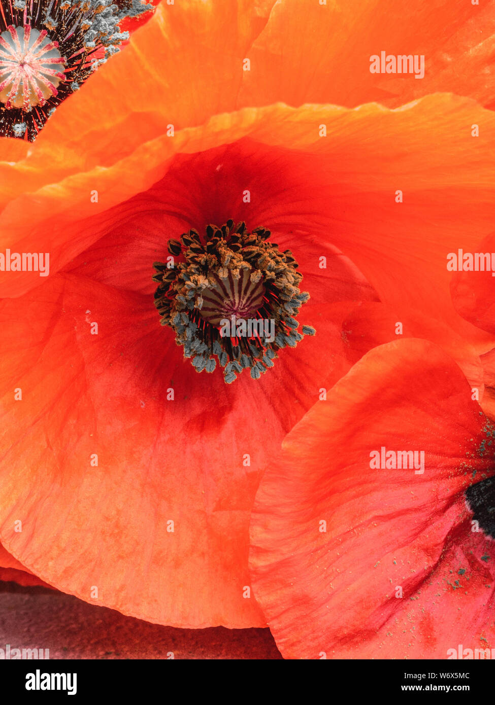 Beautiful red poppy flowers background postcard Stock Photo - Alamy
