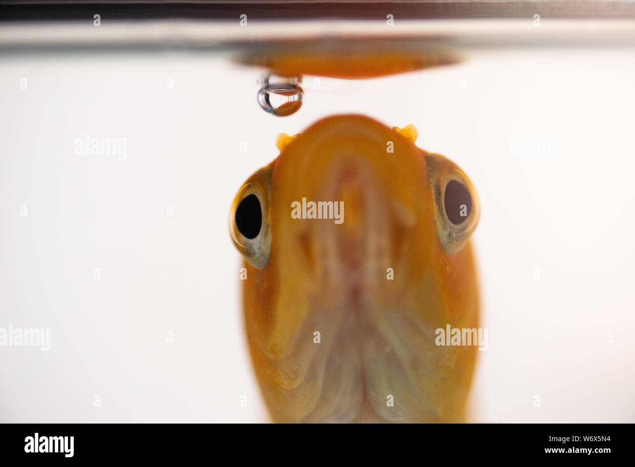 Bubble eyes goldfish hi-res stock photography and images - Alamy
