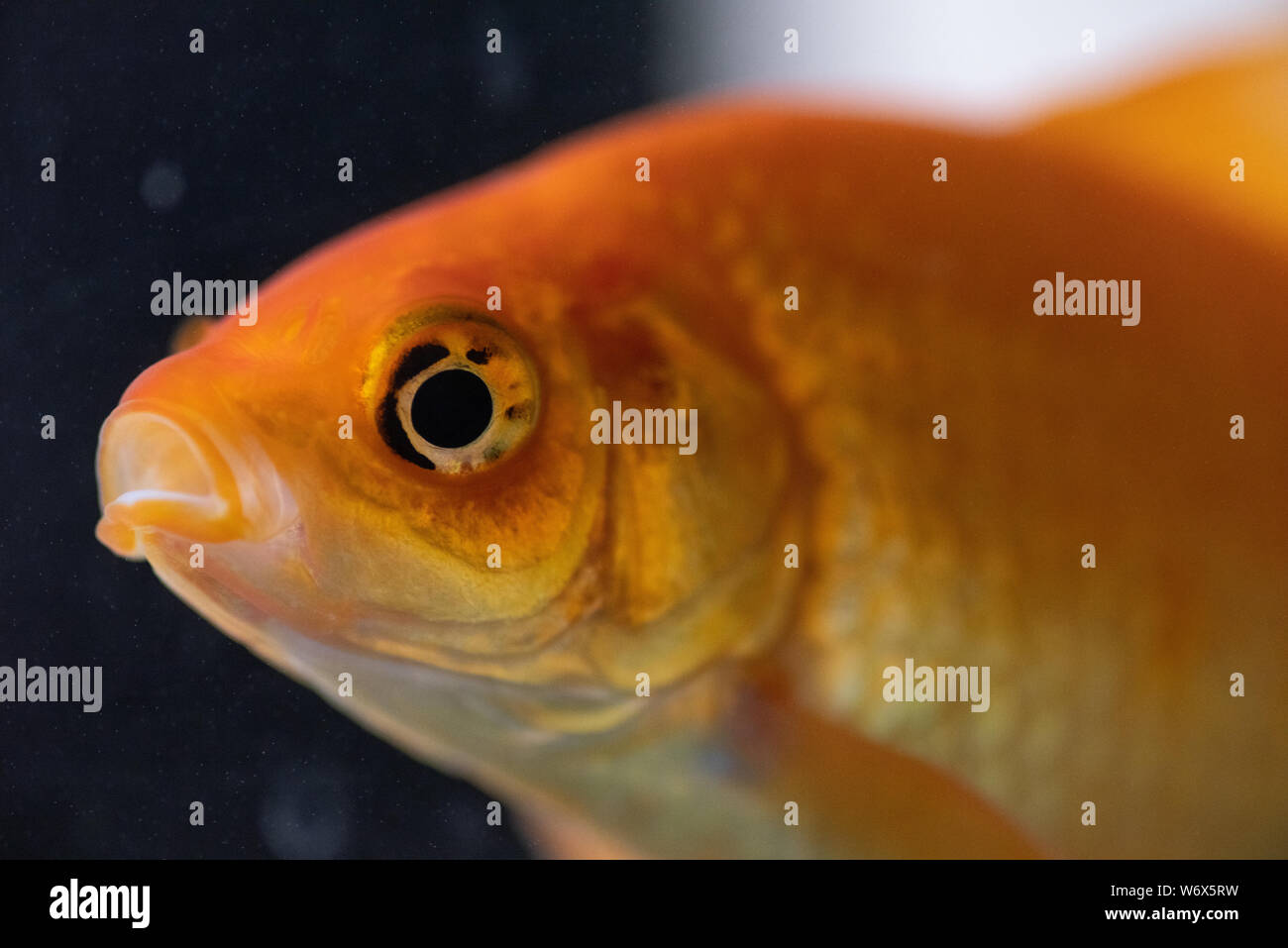 Goldfish closeup in aqarium Stock Photo - Alamy