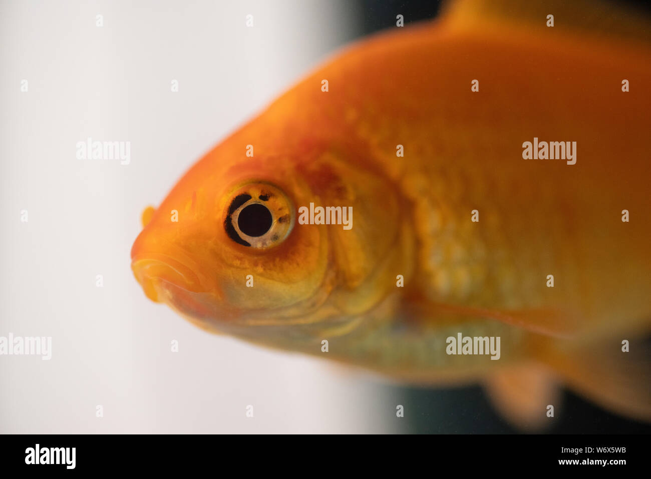 Goldfish closeup in aqarium Stock Photo - Alamy