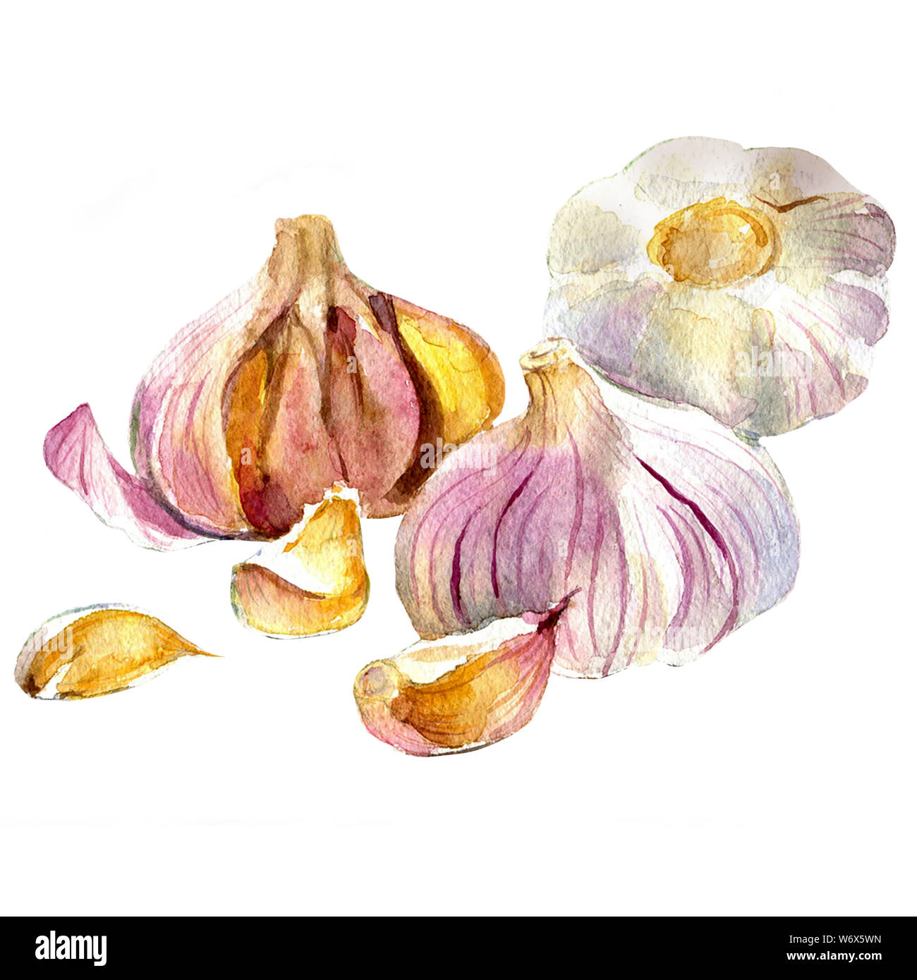 Garlic watercolor on white background. Raster illustration Stock Photo ...