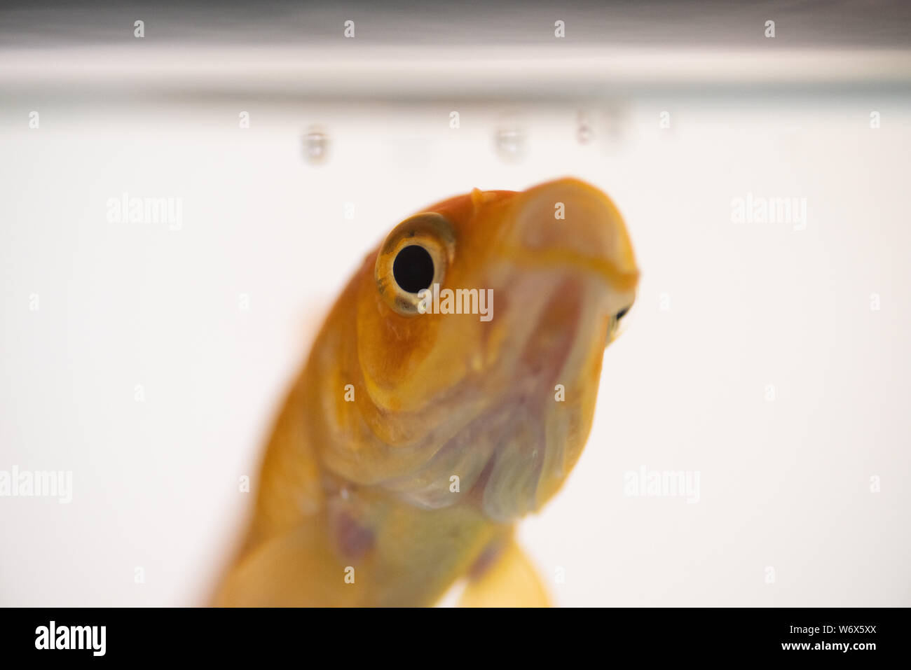 Goldfish closeup in aqarium Stock Photo - Alamy