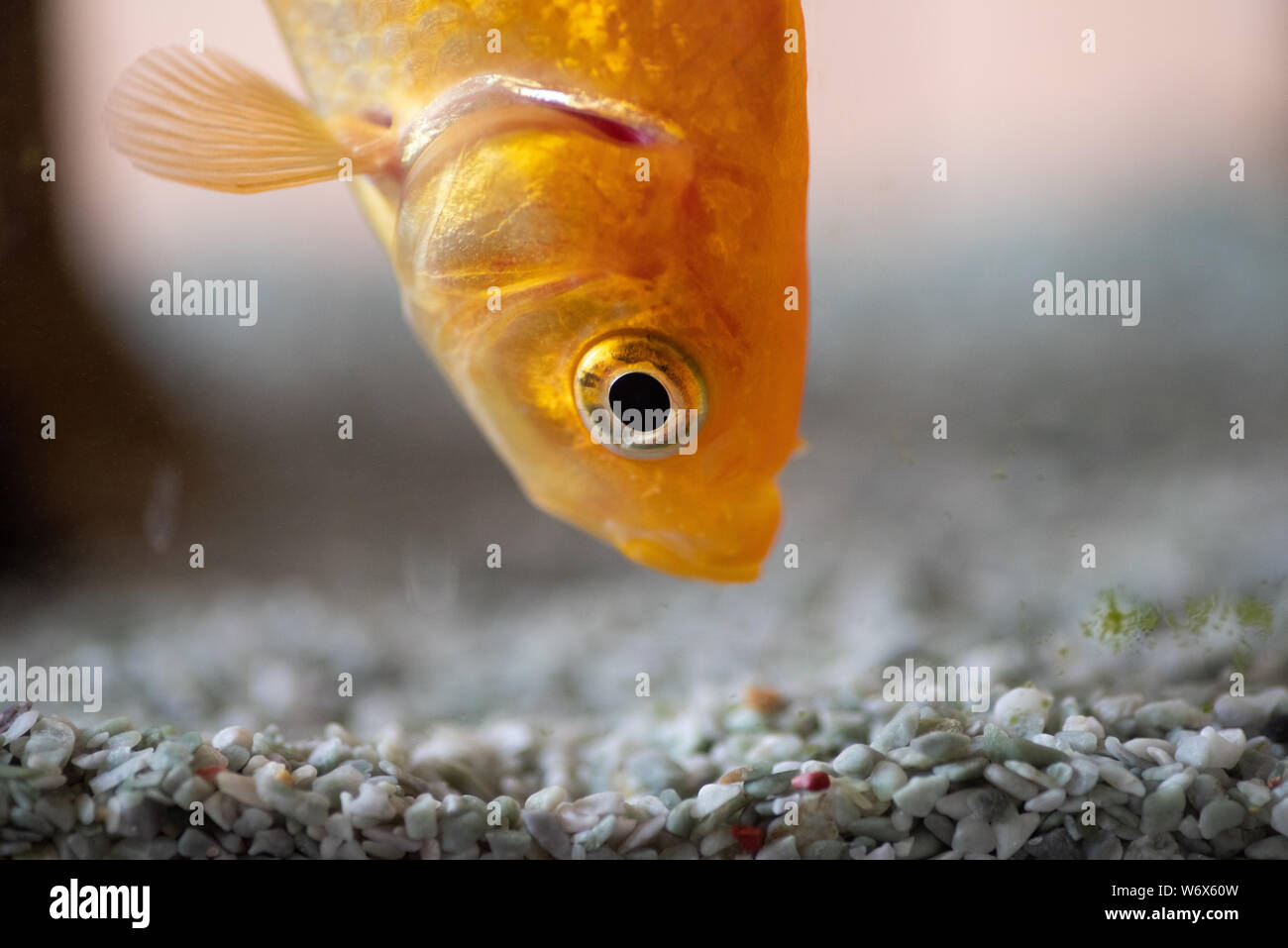 Goldfish closeup in aqarium Stock Photo - Alamy