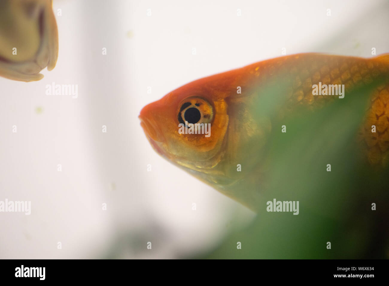 Goldfish closeup in aqarium Stock Photo - Alamy