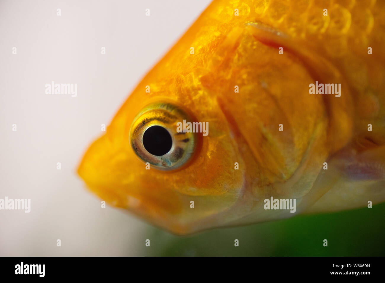 Goldfish closeup in aqarium Stock Photo - Alamy