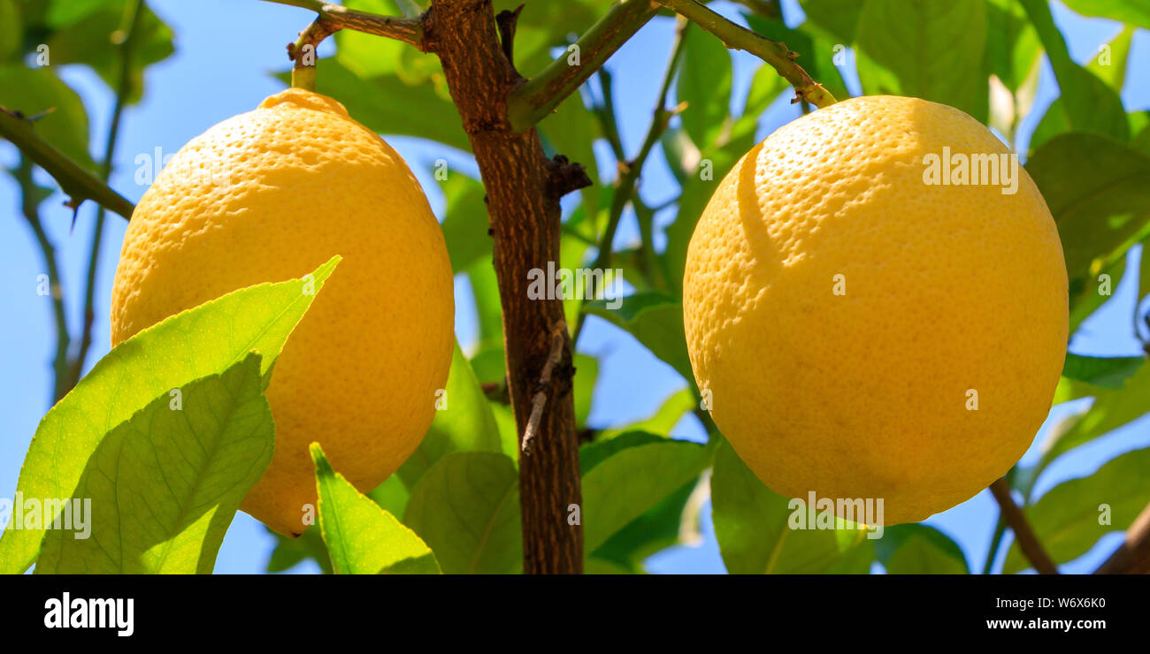 Lemon tree branch with two full lemons Stock Photo - Alamy