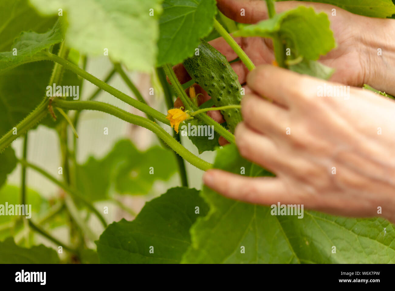 A woman harvests ripe and tasty cucumbers in her garden. Looking for ...