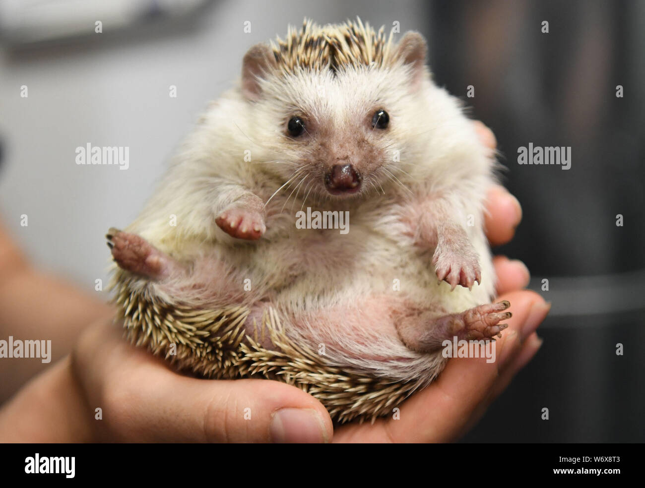 Bremerhaven, Germany. 02nd Aug, 2019. Hedgehog Oxana, an African white ...