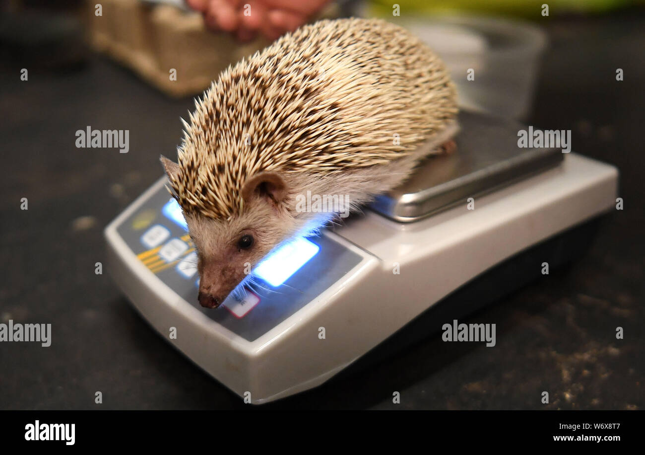 Bremerhaven, Germany. 02nd Aug, 2019. Hedgehog Oxana, an African white ...