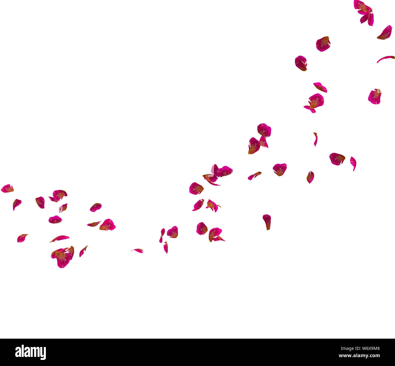 Red rose petals fly in a circle. The center free space for Your photos ...