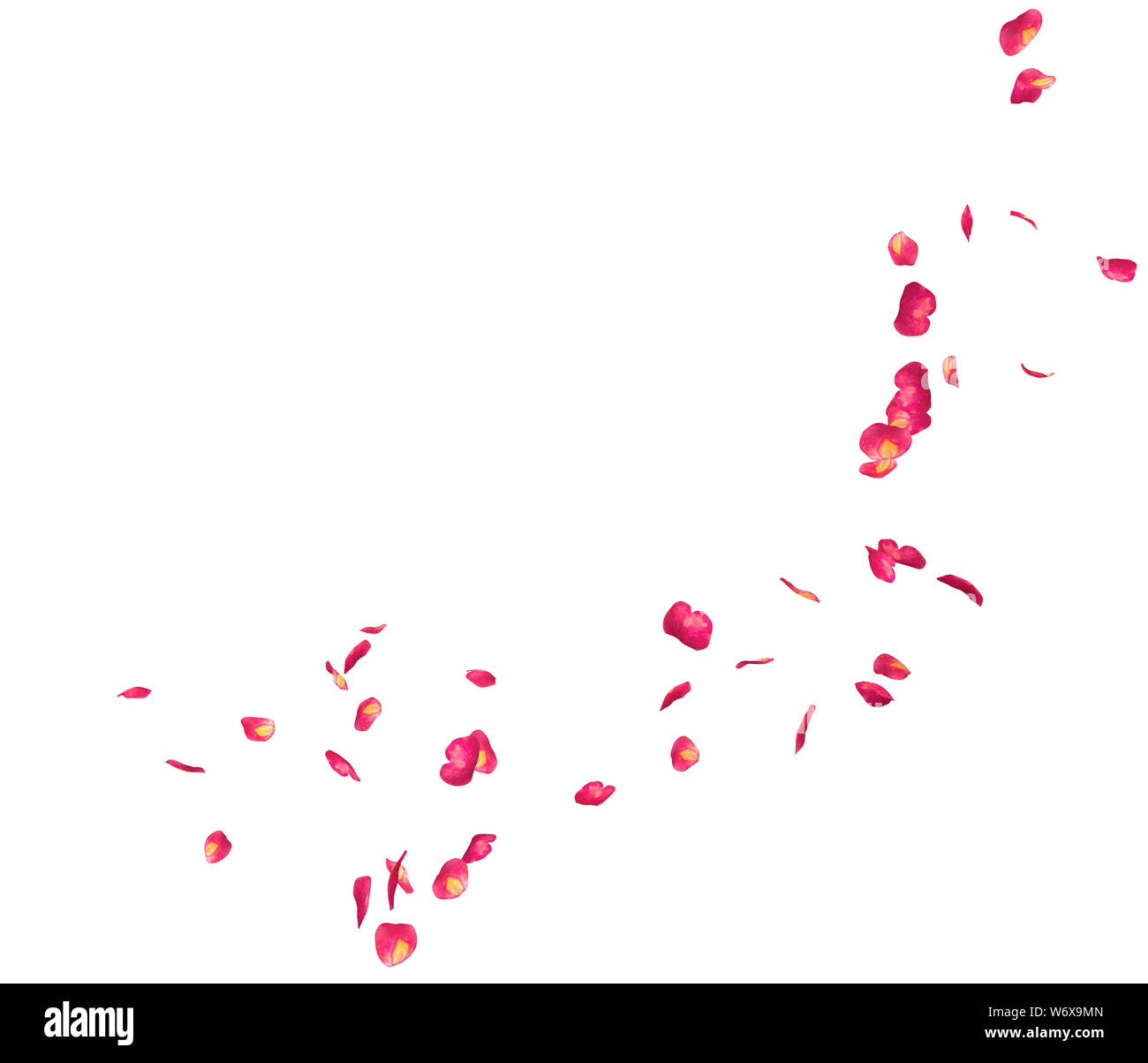Red rose petals fly in a circle. The center free space for Your photos ...