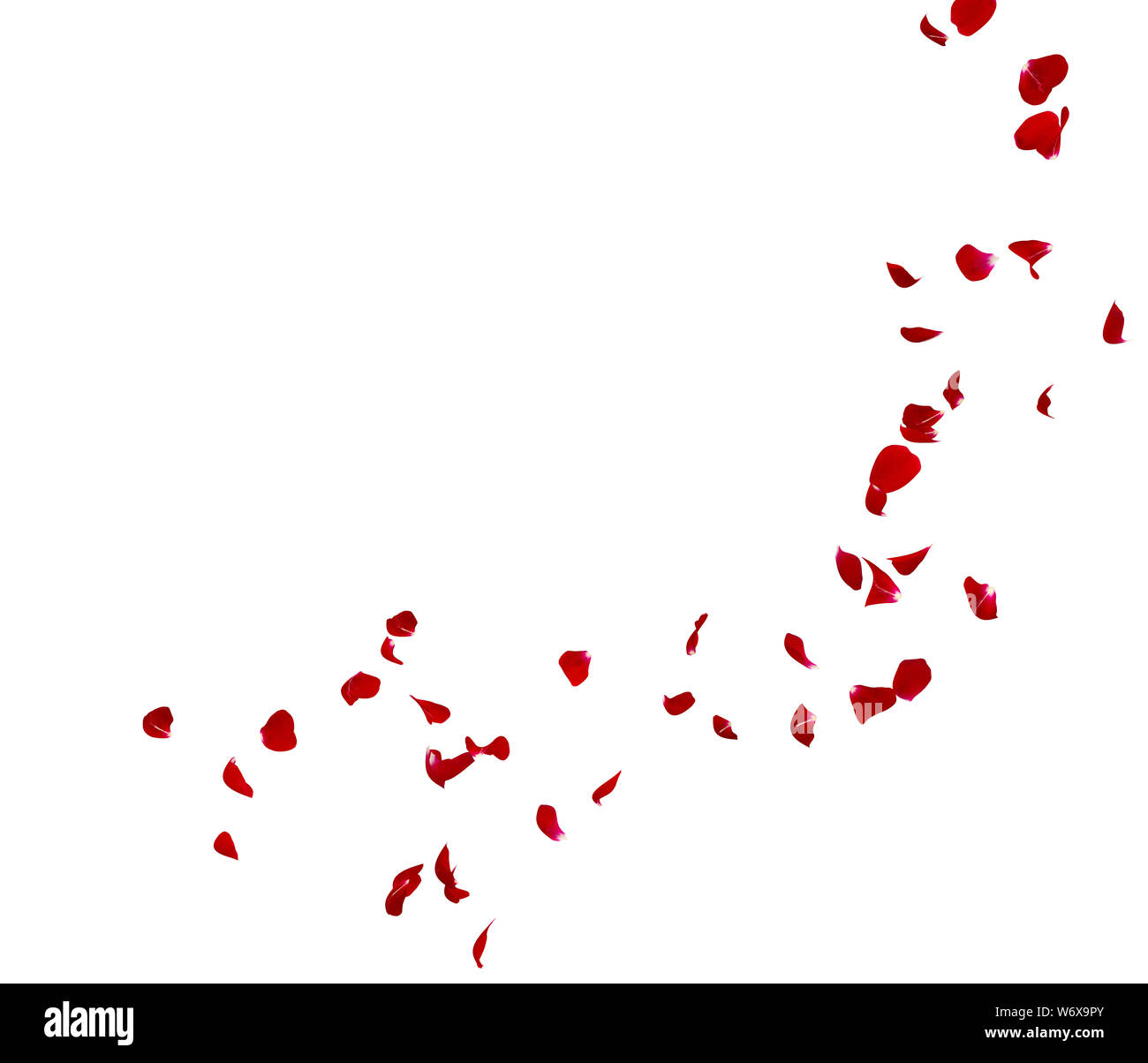 Red rose petals fly in a circle. The center free space for Your photos ...