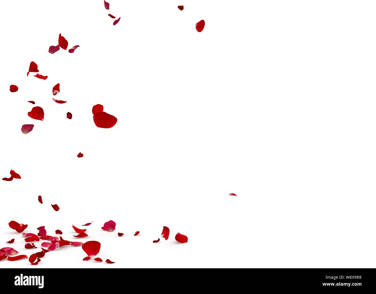 Rose petals fall beautifully on the floor. Isolated white background ...
