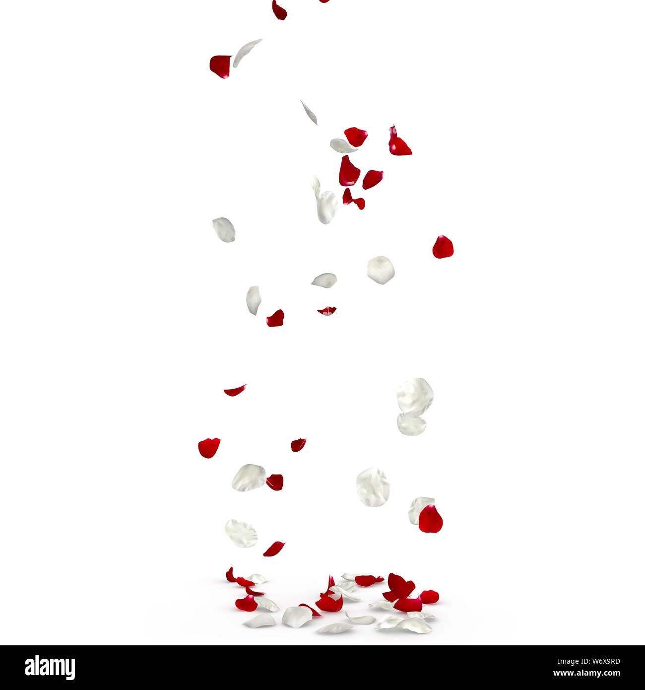 Red and white rose petals fall to the floor. Isolated white background ...