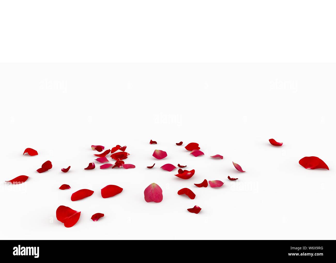 Rose petals fall beautifully on the floor. Isolated white background ...