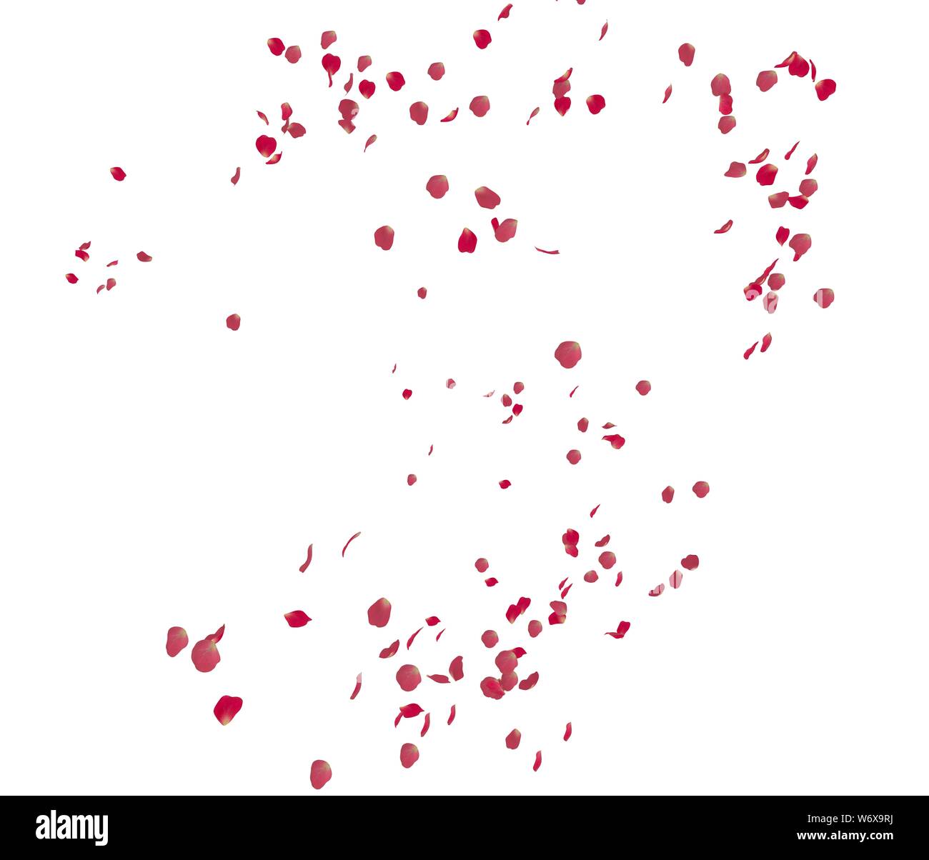 Red rose petals fly in the air. Isolated white background Stock Photo ...