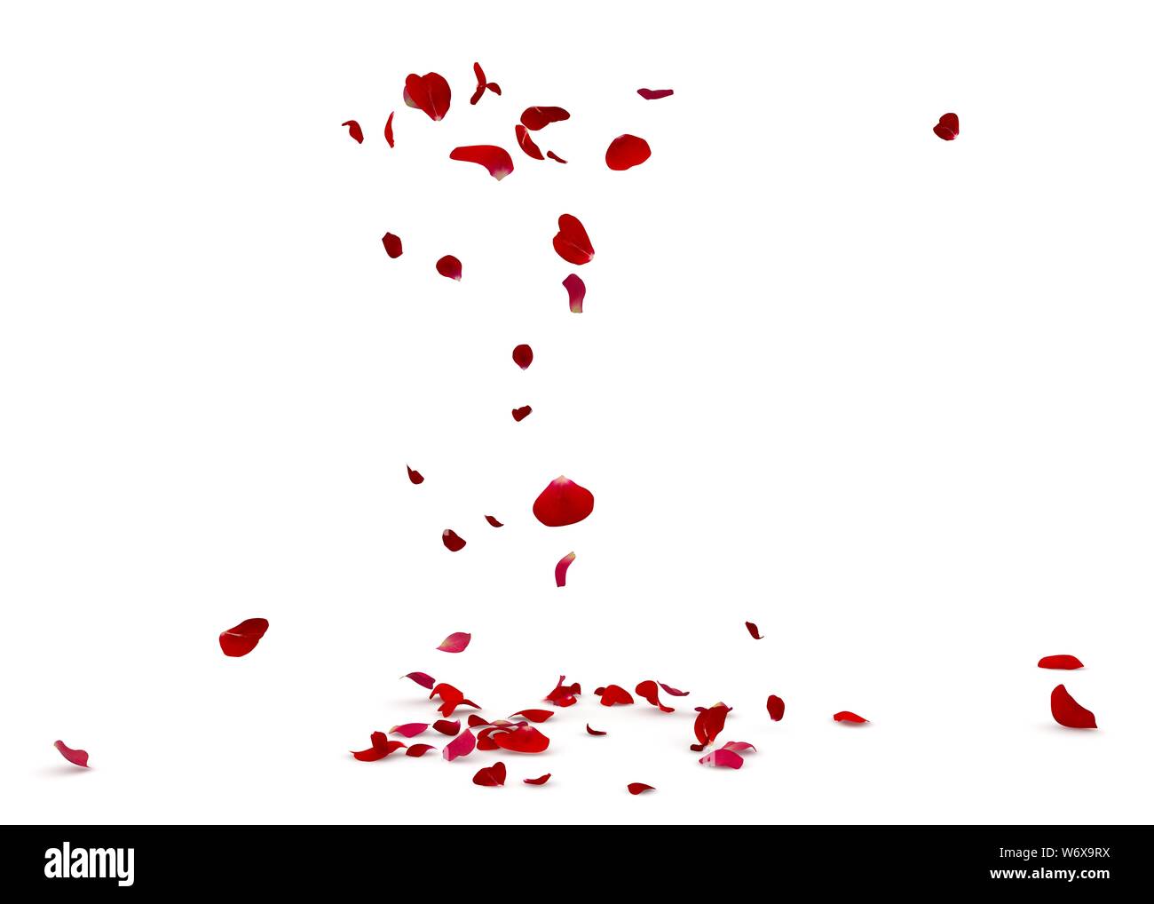 Rose petals fall beautifully on the floor. Isolated white background ...