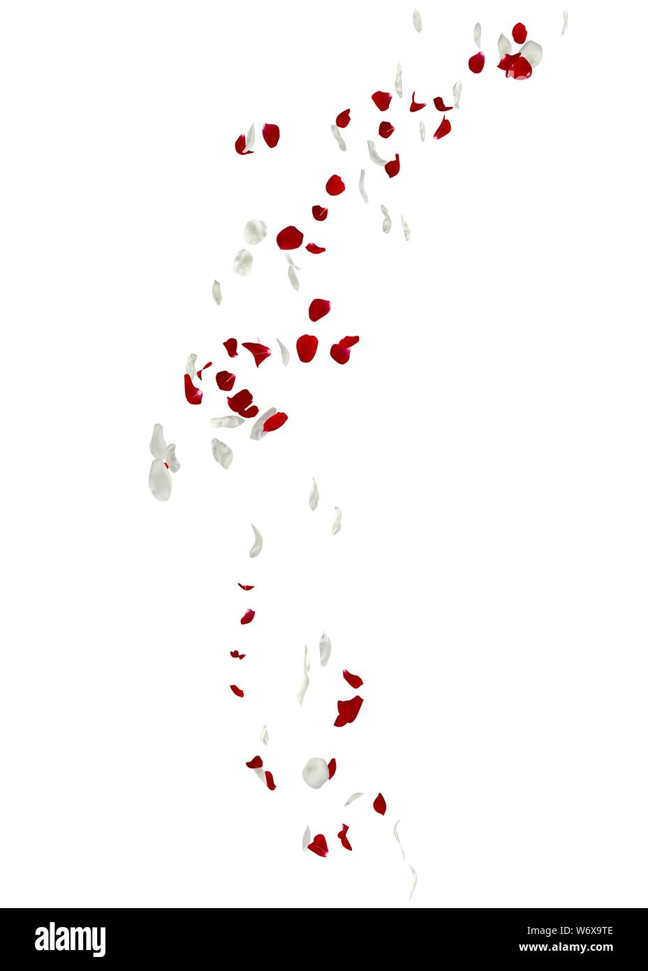 Red and white rose petals fall to the floor. Isolated white background ...