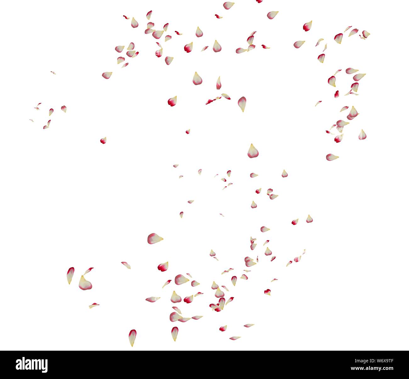 Red rose petals fly in the air. Isolated white background Stock Photo ...