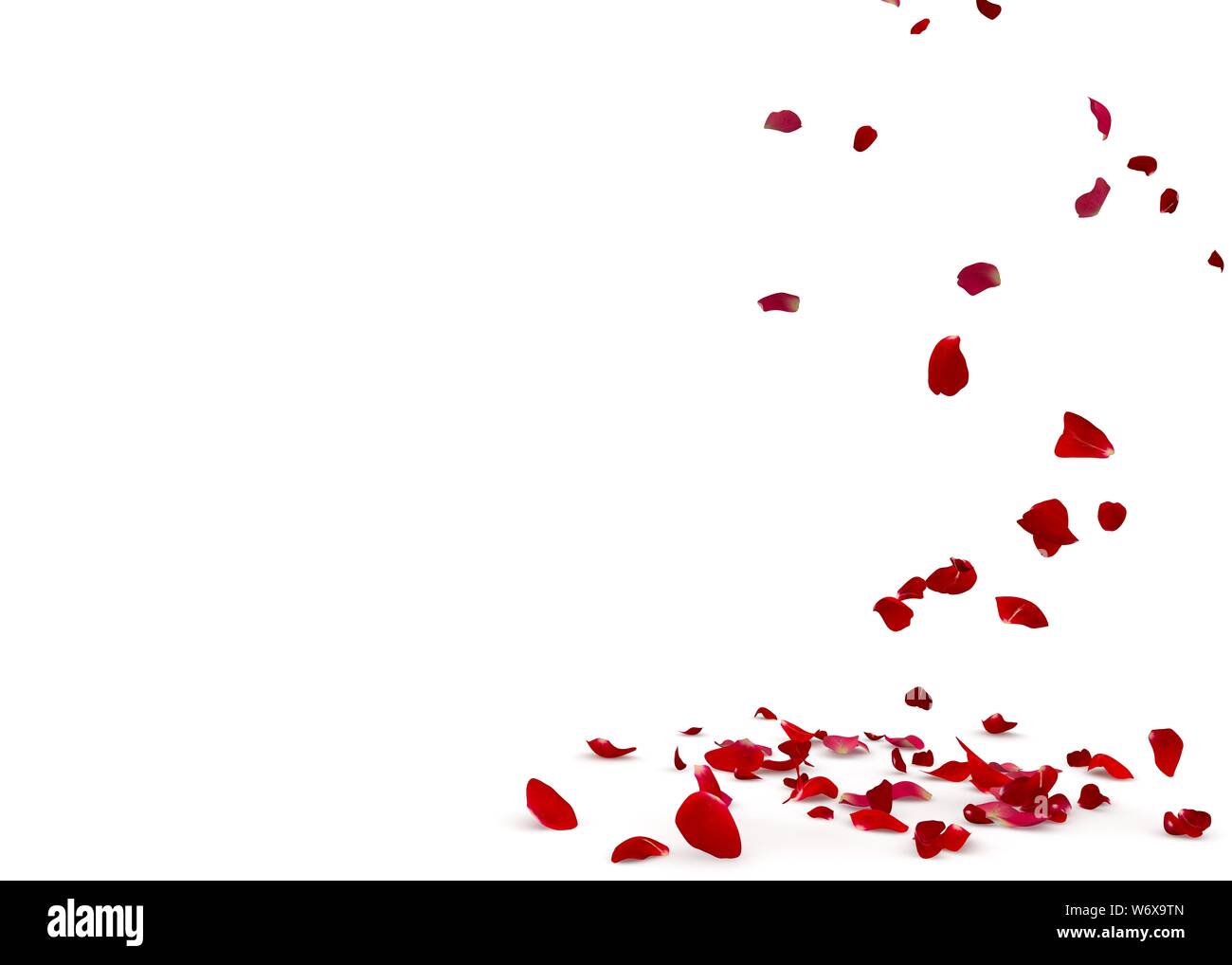 Rose petals fall beautifully on the floor. Isolated white background ...