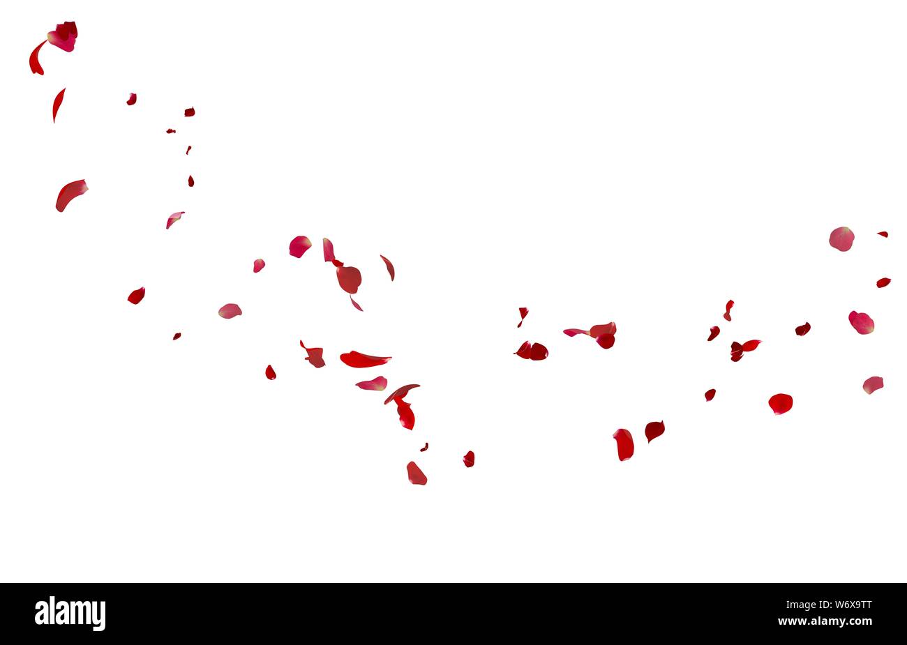 Rose petals flying on white isolated background Stock Photo - Alamy