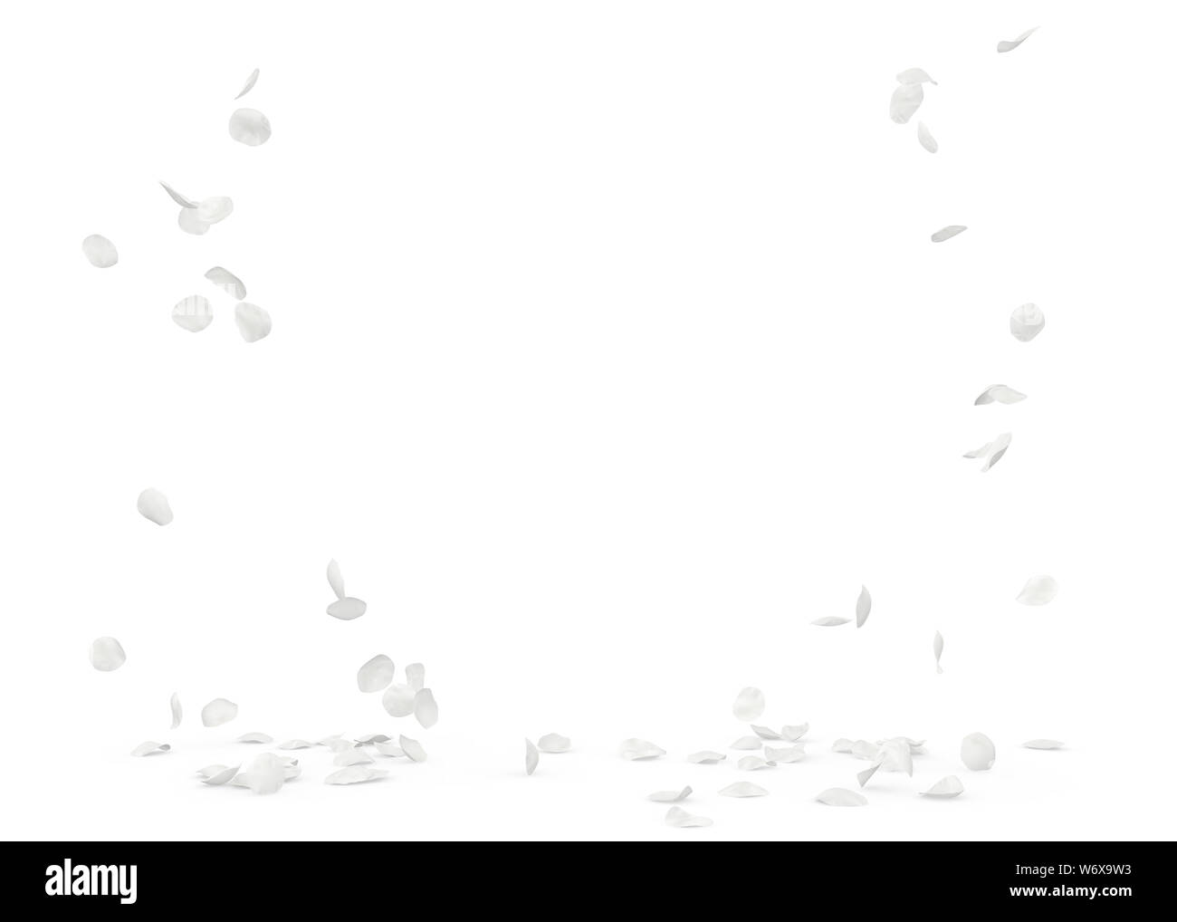 Rose white petals fly and fall to the floor. Isolated white background ...