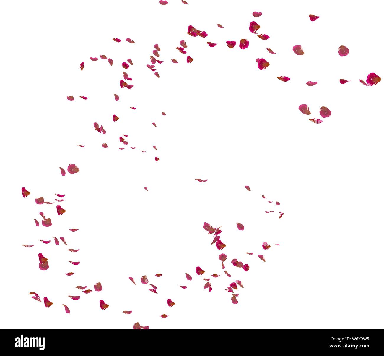 Red rose petals fly in the air. Isolated white background Stock Photo ...