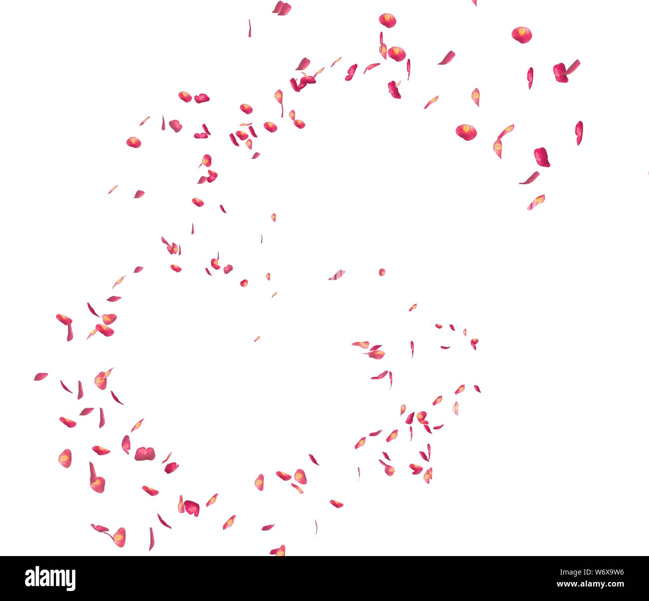 Red rose petals fly in the air. Isolated white background Stock Photo ...