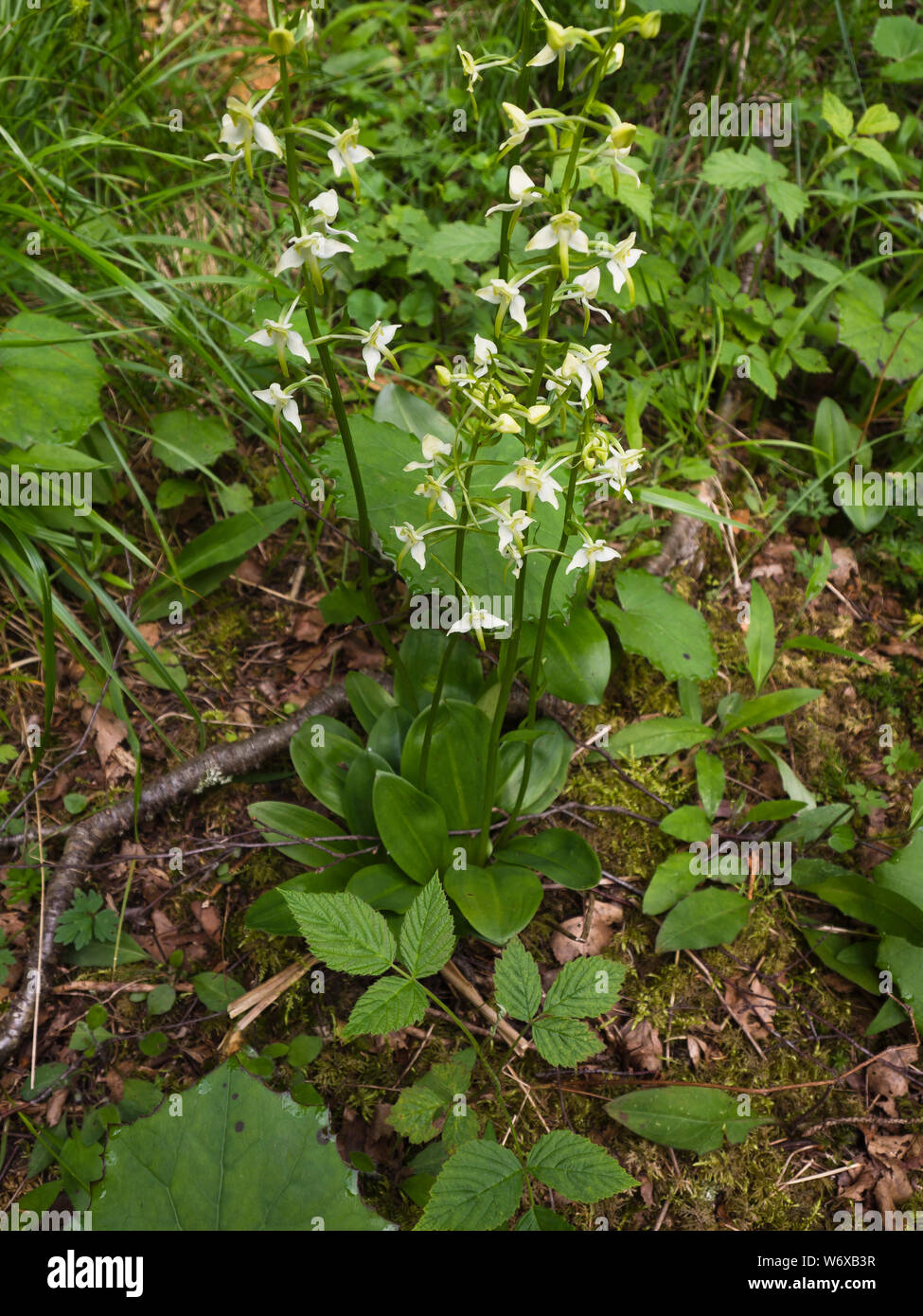 Platanthera chlorantha, greater butterfly-orchid, a beautiful encounter ...