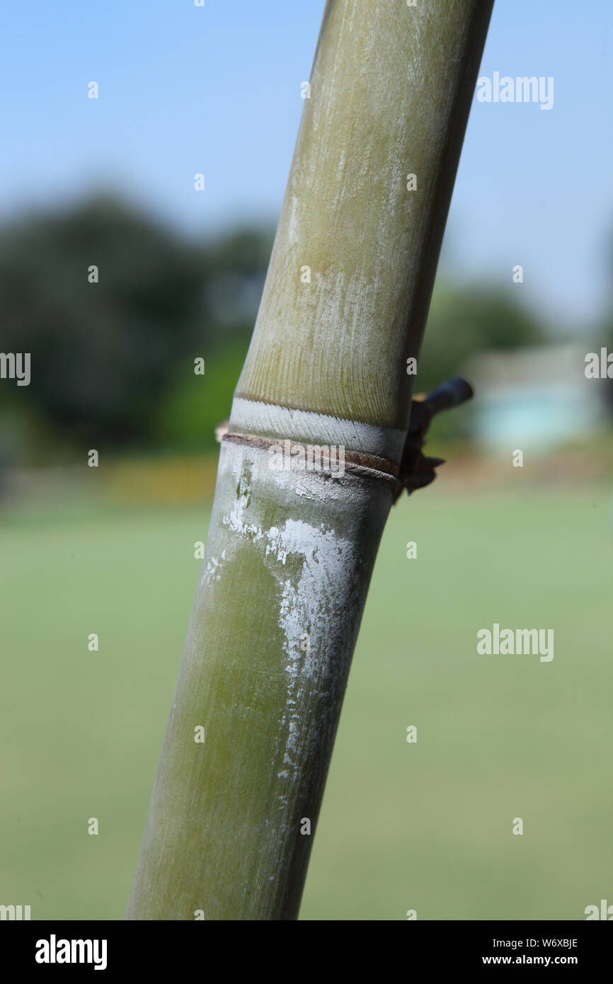 Stem textures hi-res stock photography and images - Alamy