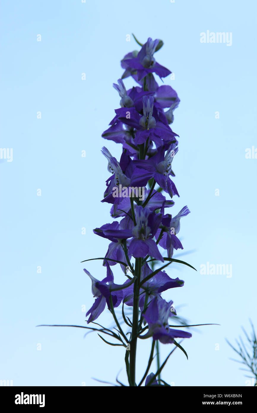 Delphinium flower plant hi-res stock photography and images - Alamy