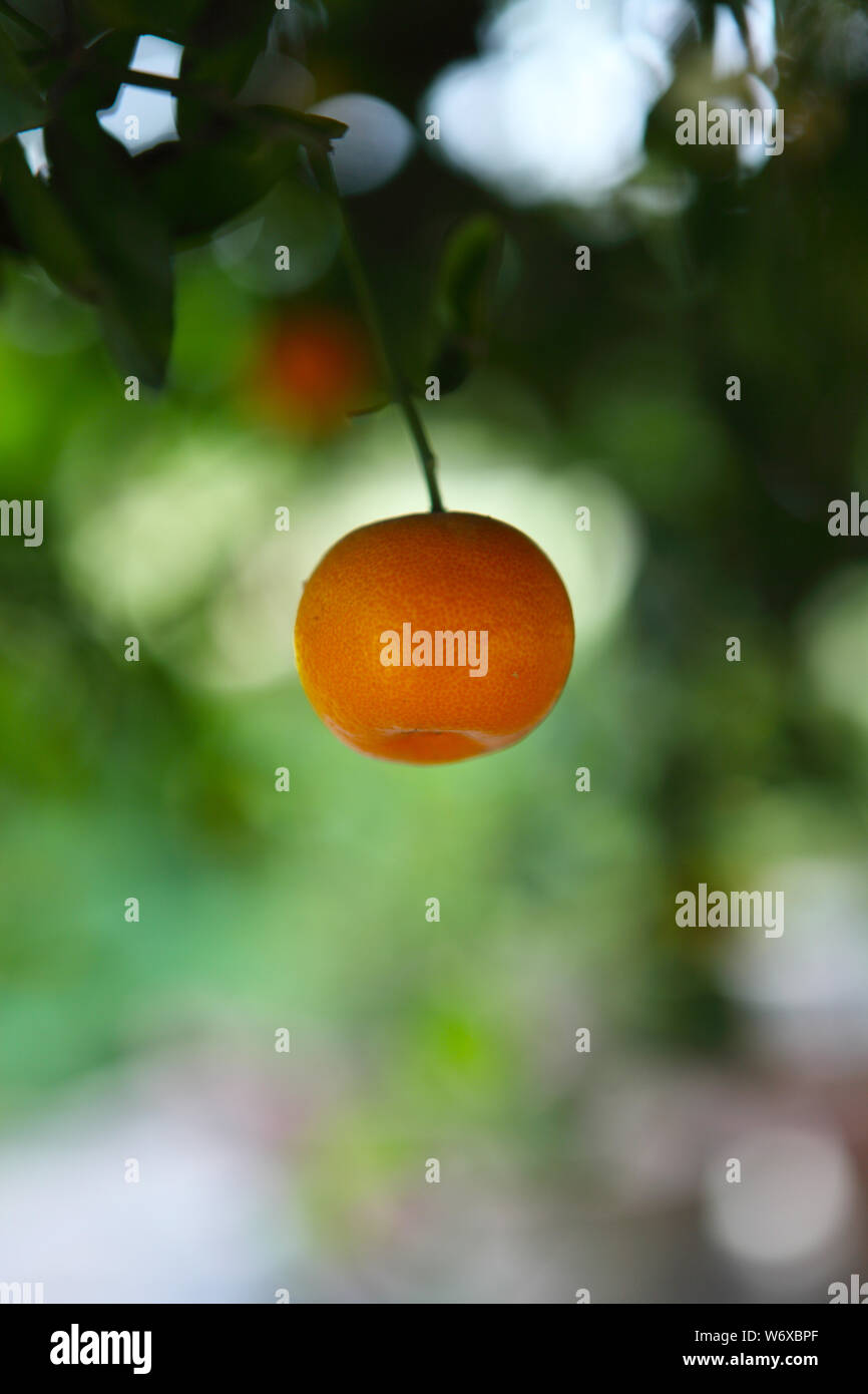 Close up of an orange hanging Stock Photo - Alamy